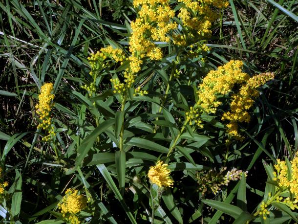 Solidago sempervirens | FLNPS